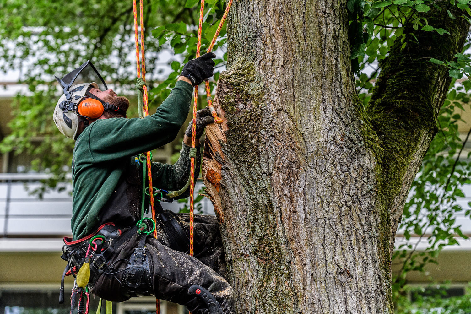 European Tree Worker | Bunnik Groep